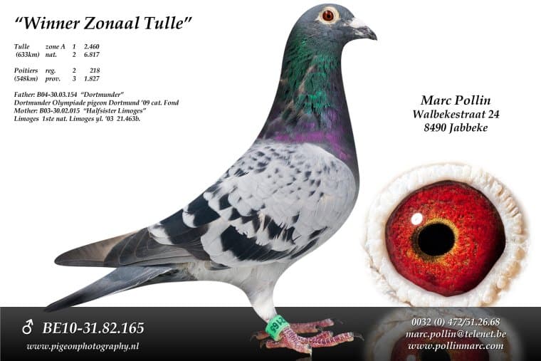 “Grandson Winner Zone Tulle” - BE-23-3055039