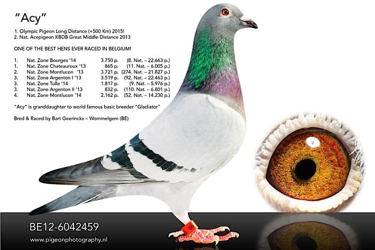 100% GEERICNKX BART - BE-23-1004703