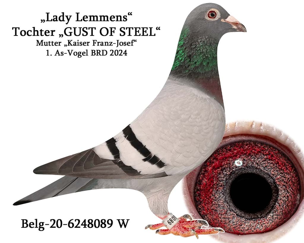 “8699-Brother Kaiser Franz-Josef” - DV-08897-25-8699