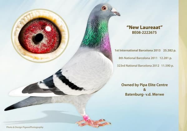 Ko Van Dommelen - NL-21-1224165