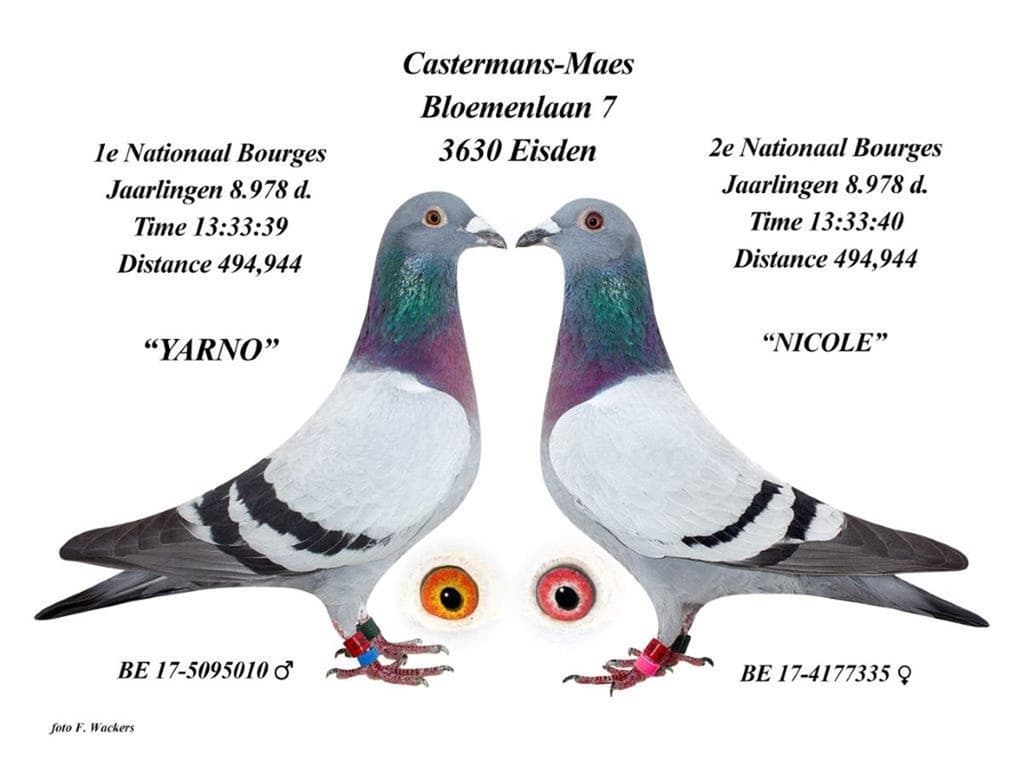 "BARON 397" - BE-21-5118397