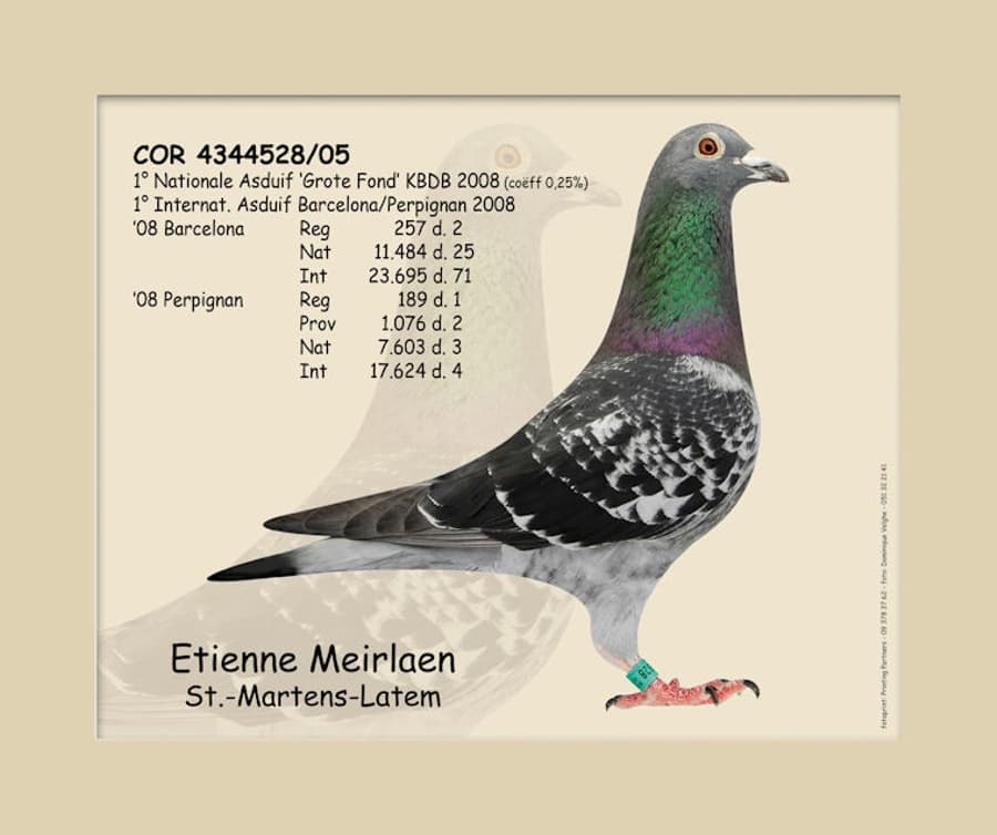 "DOLLE COR 215" - BE-21-3012215