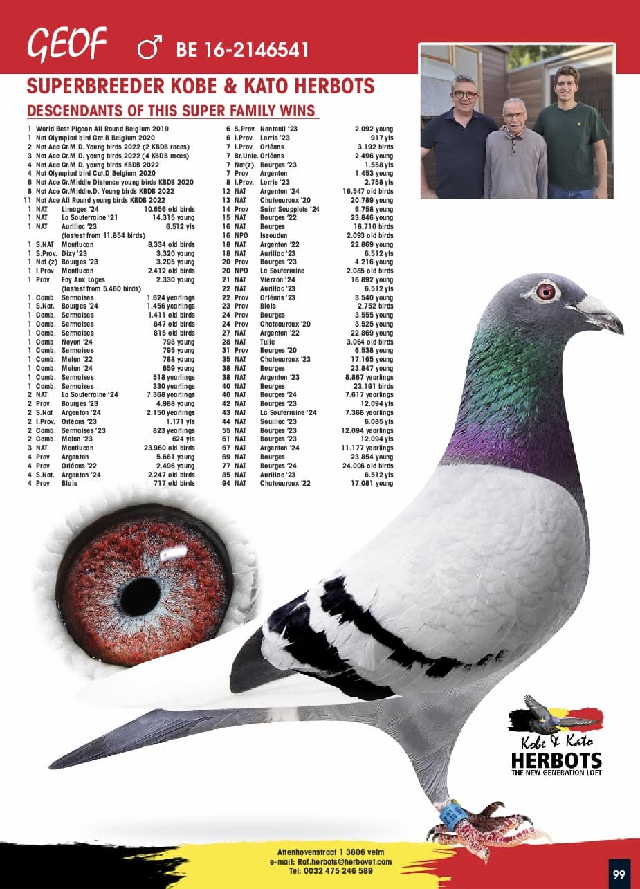 Kobe & Kato Herbots from Velm and their super breeding line "Super F16 ...