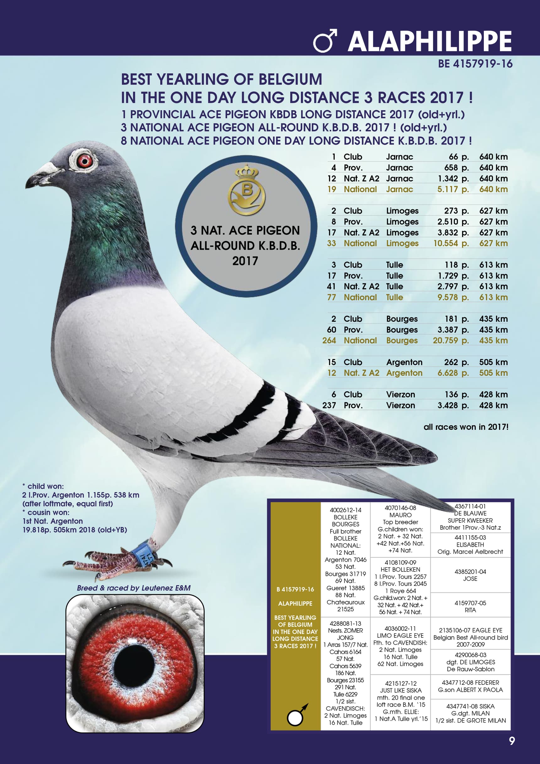 The unique breeding loft of Dominique Velghe (Ingelmunster)