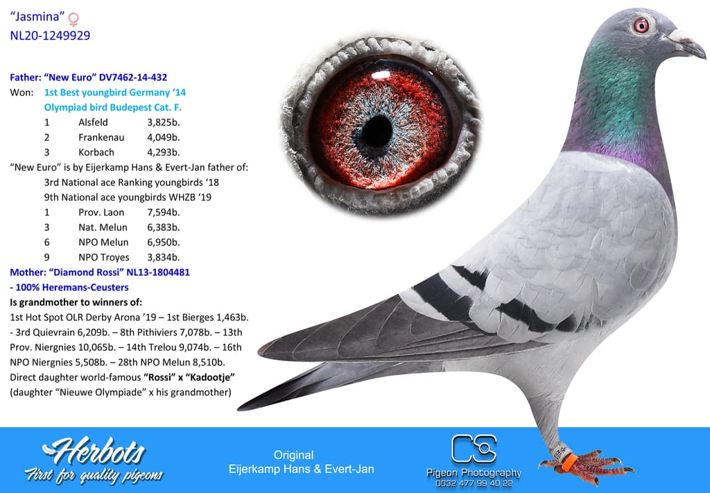 Pigeon Bids Family Eijerkamp Special