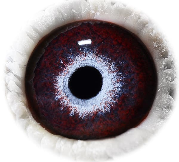 “Bleken Dolle” - NL-24-9636244