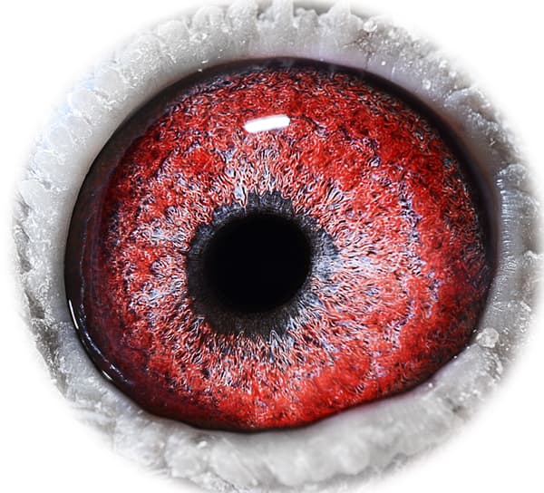 "Sister Cameron 084” - NL-24-8626985