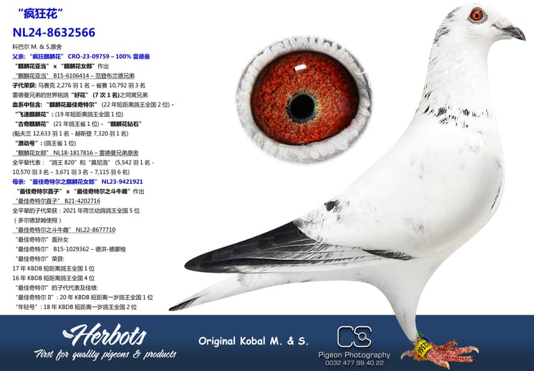 “疯狂花” - NL-24-8632566