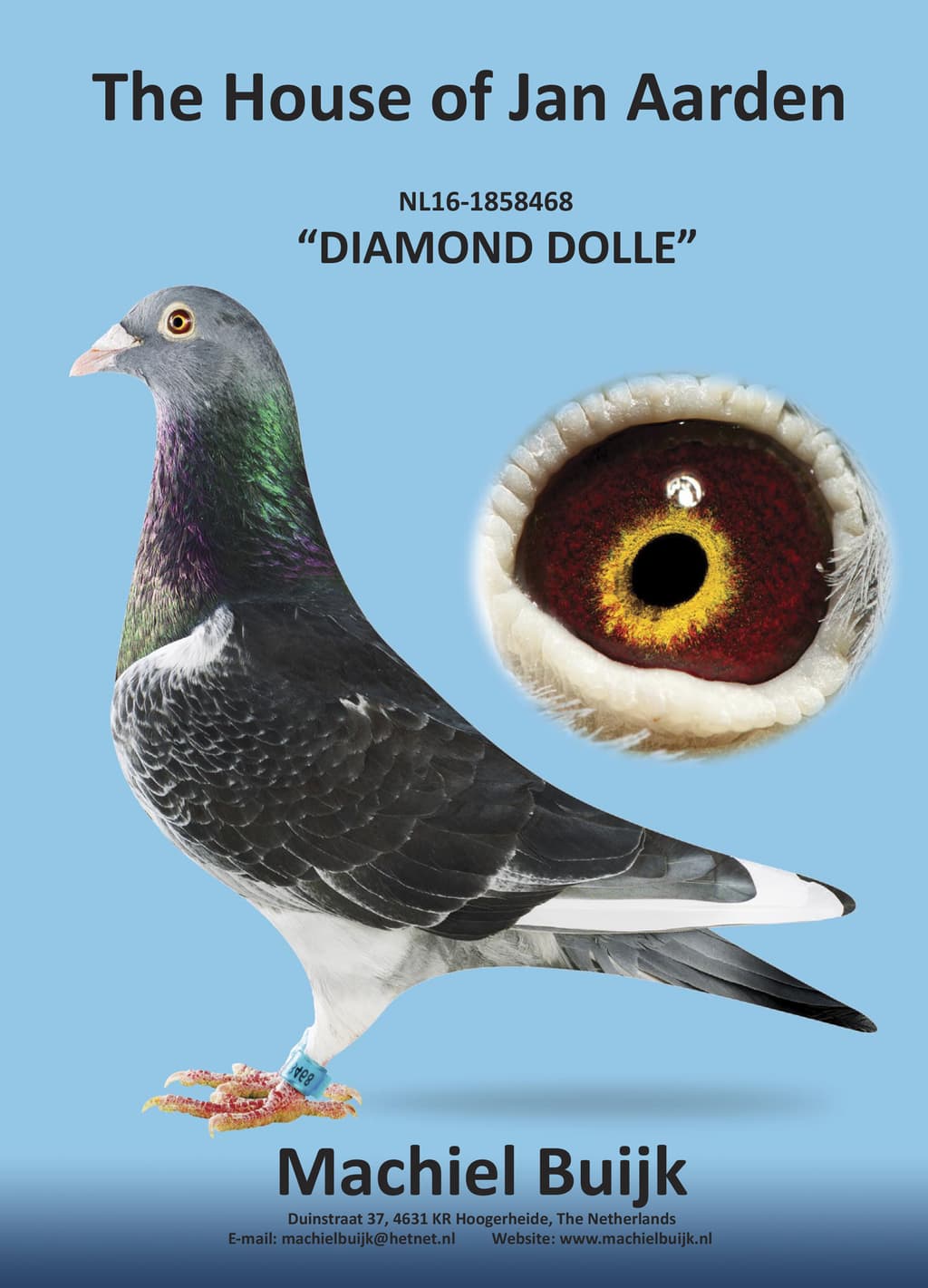 “Blue Eye Dolle” - NL-23-9636535