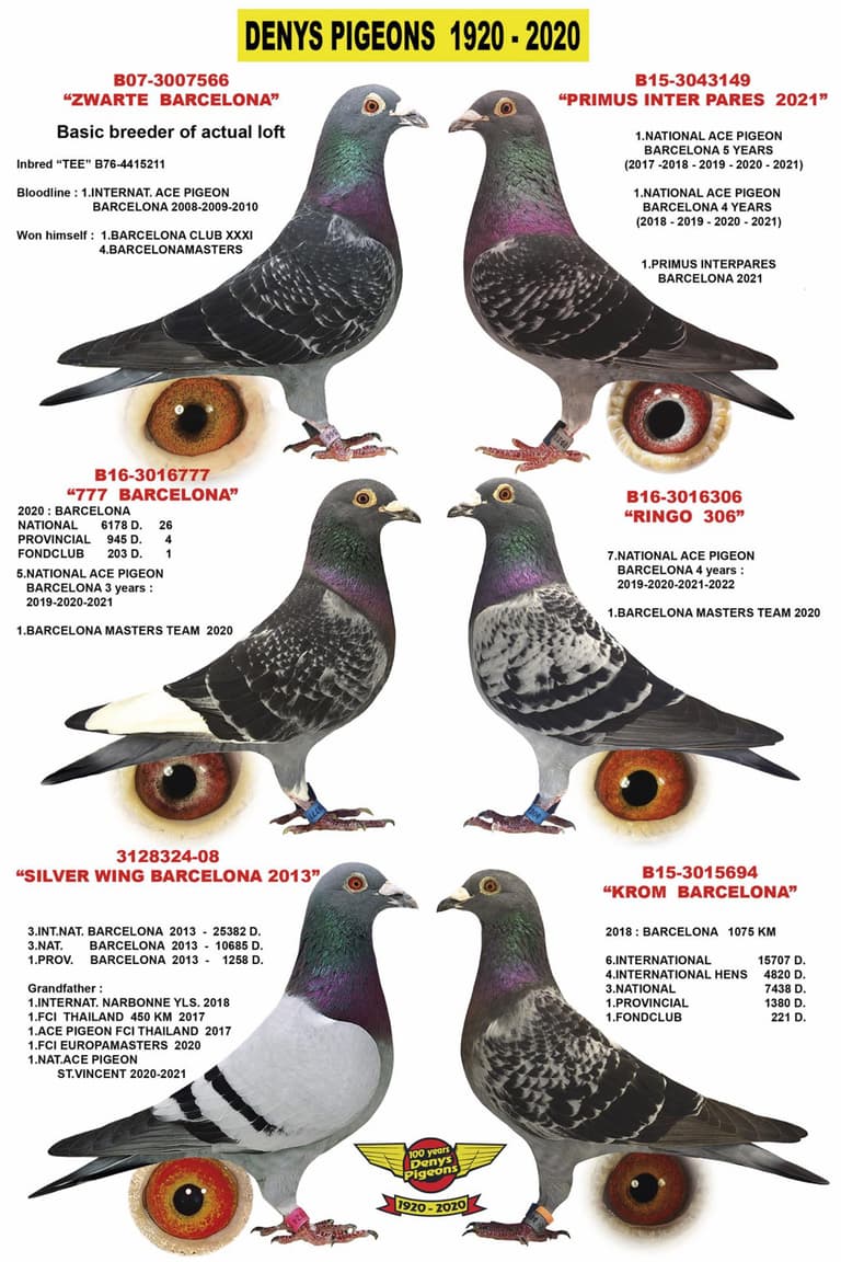 “Daughter Europamaster” - BE-24-3069096