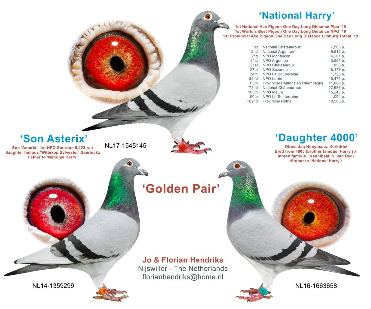 Hendriks Jo & Florian (Nijswiller) A golden breeding loft with "Harry ...