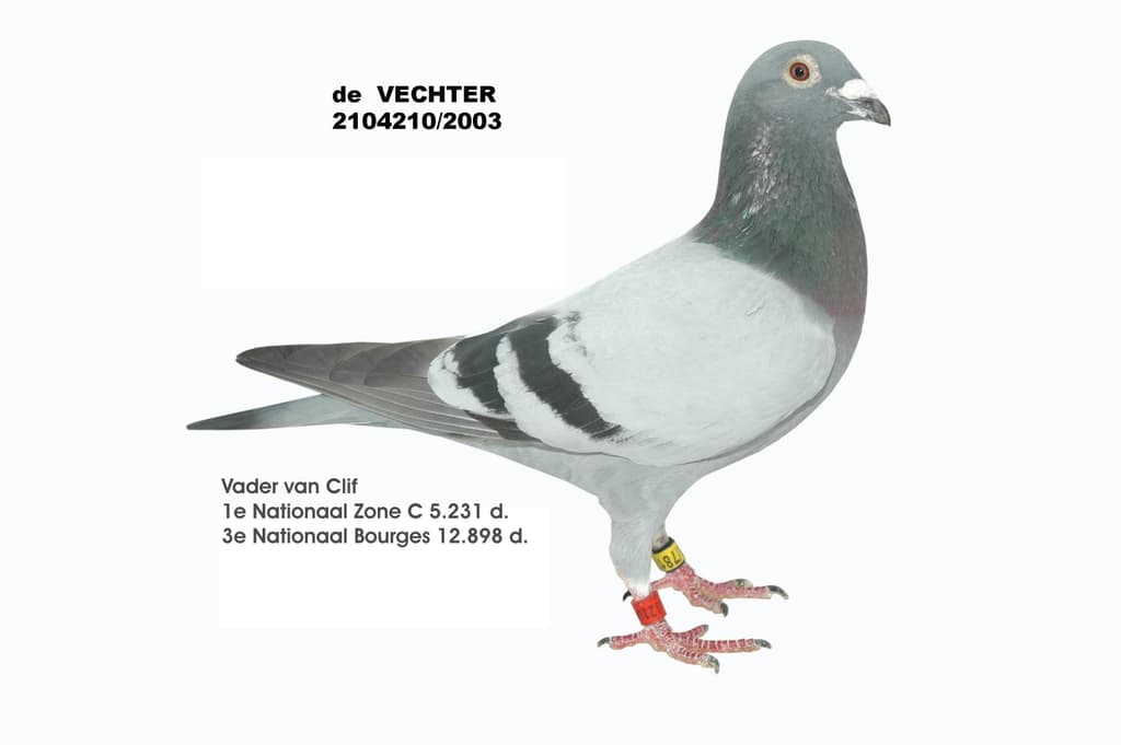 “Bompie” - BE-22-5032648